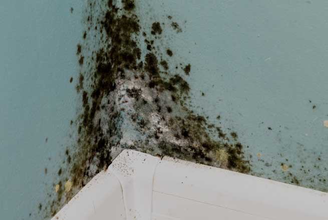 Certified Mold Remediation And Removal In Flagstaff, AZ