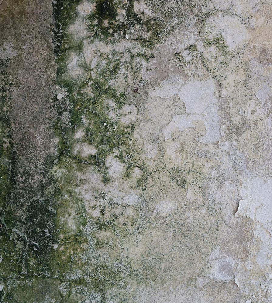 Certified Mold Remediation And Removal In Flagstaff, AZ